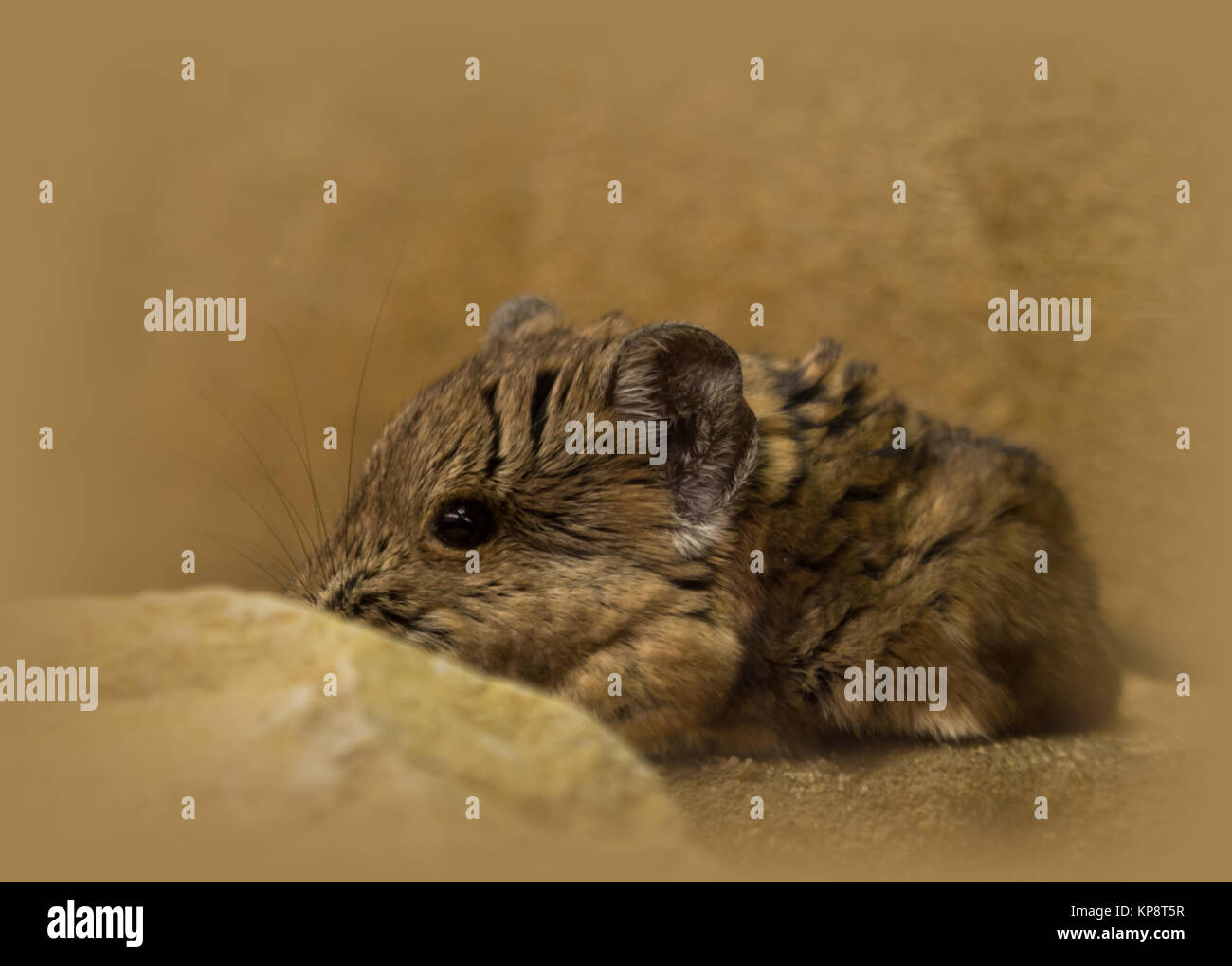 Elephant shrew short eared hi-res stock photography and images - Alamy