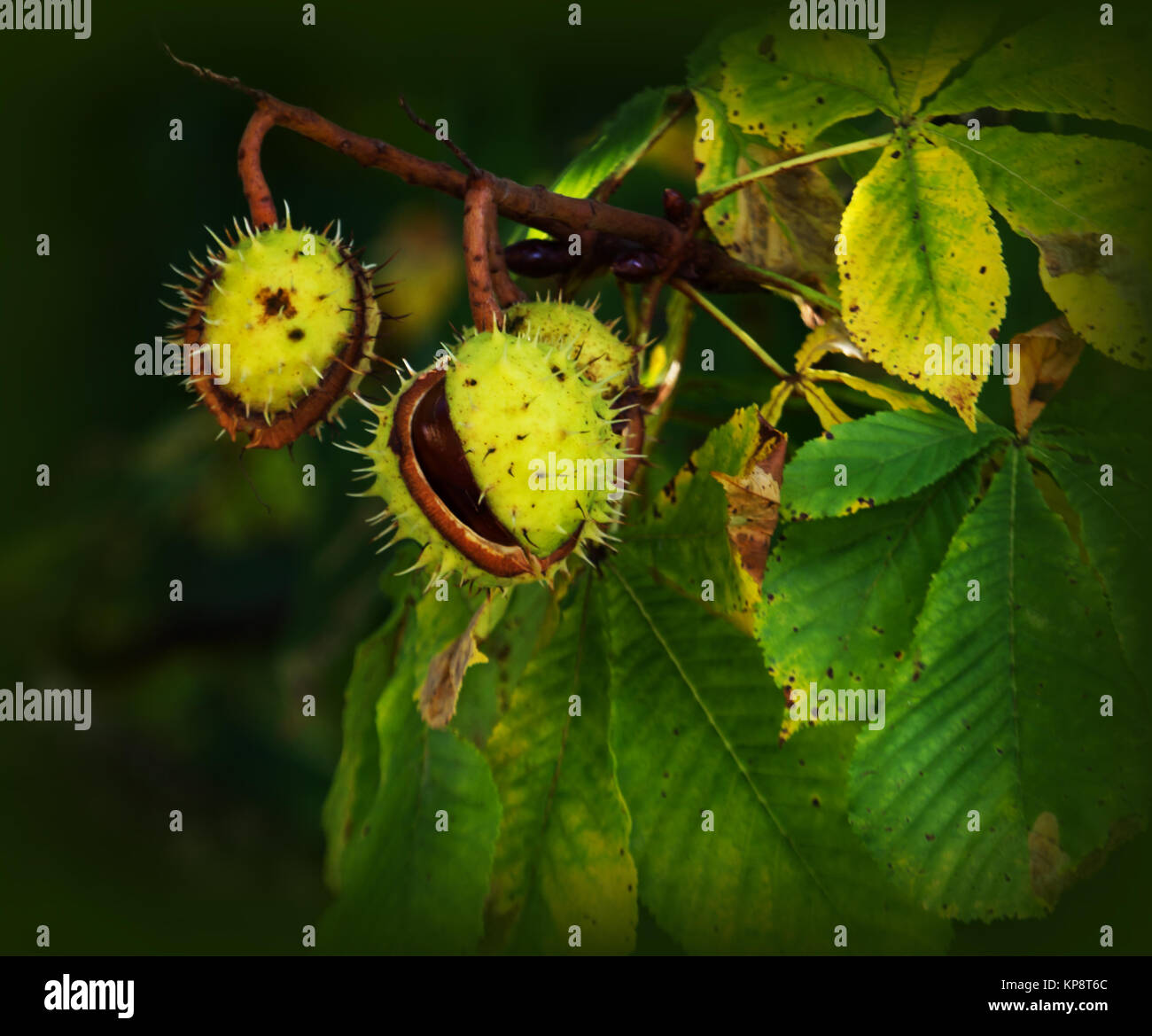 chestnuts on a tree Stock Photo - Alamy