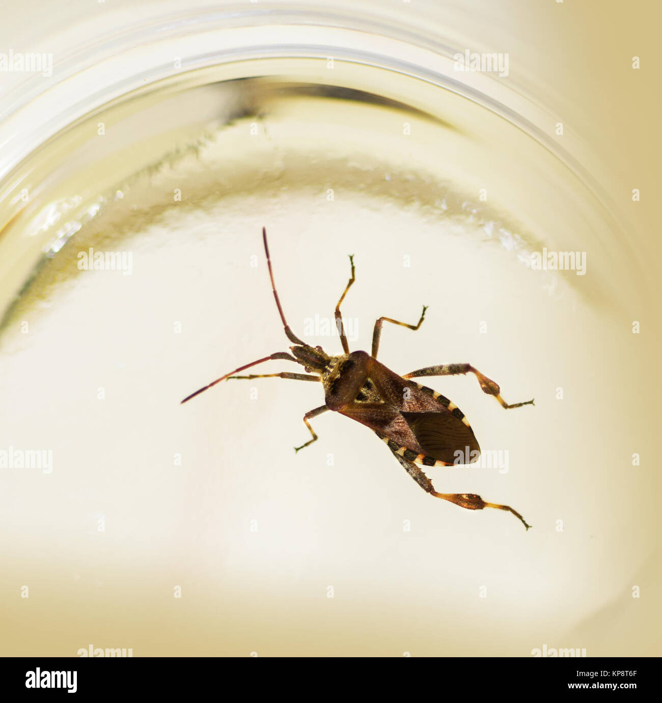 American pine bug in test tube Stock Photo - Alamy
