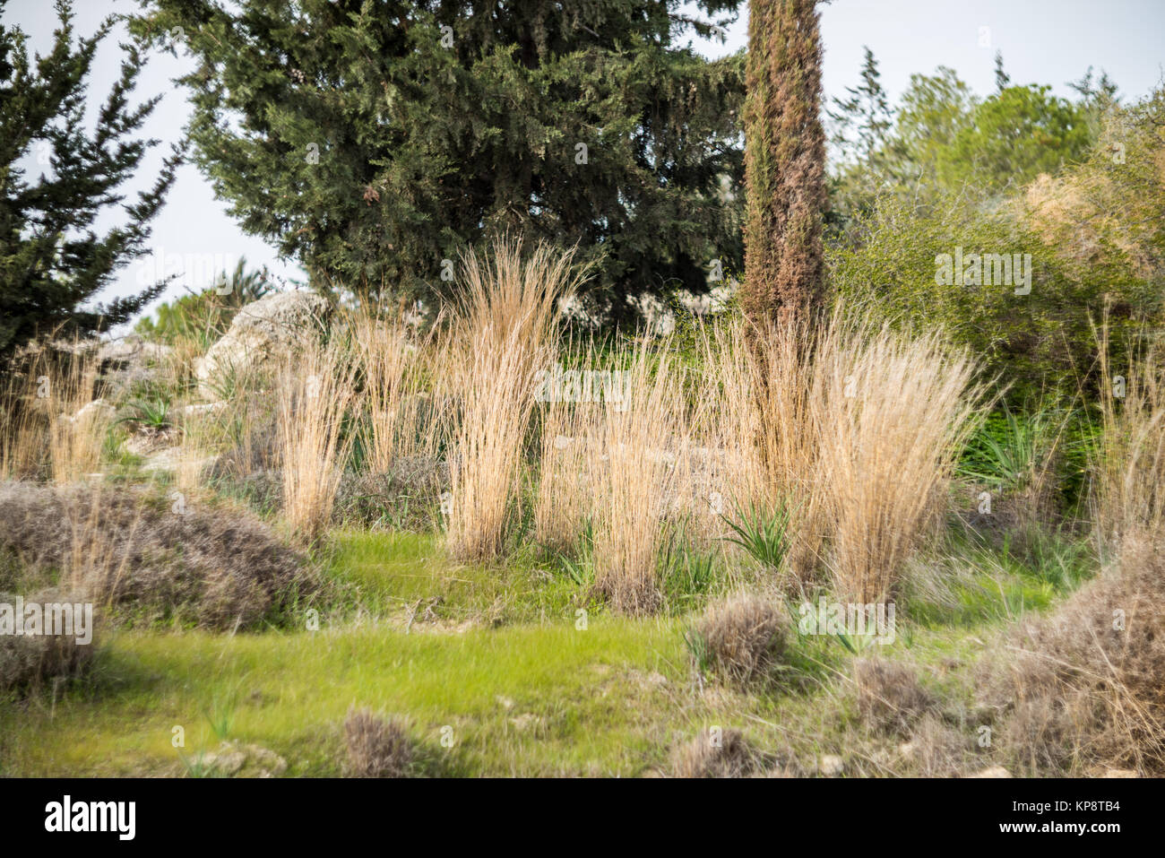 Dry tall grass background Stock Photo - Alamy