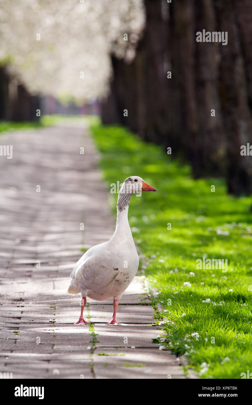 New beginning,Blossom, Death,Dead tree,Spring, Flowers, Beauty In ...