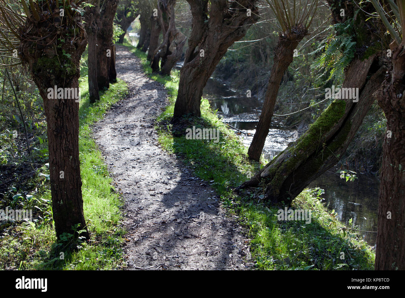 Willows grass path hi-res stock photography and images - Alamy