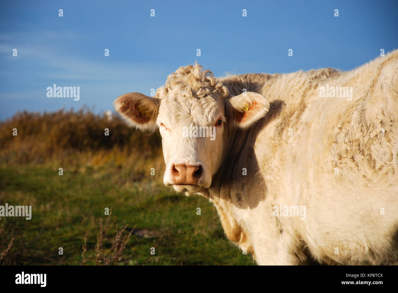 Close up of a white sunlit cow with natural background in fall colors ...