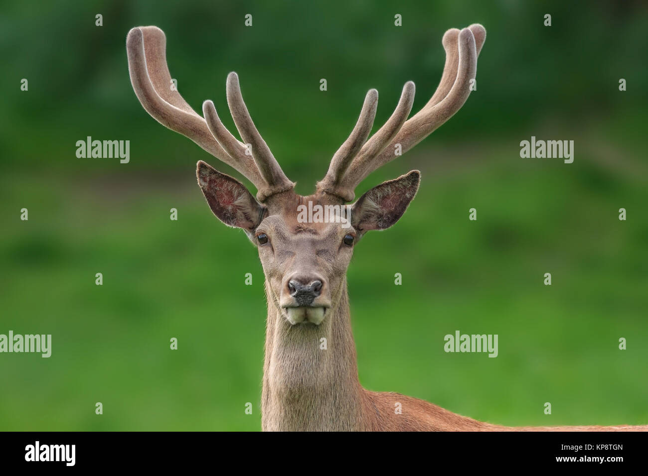 Roe deer male antler hi-res stock photography and images - Alamy