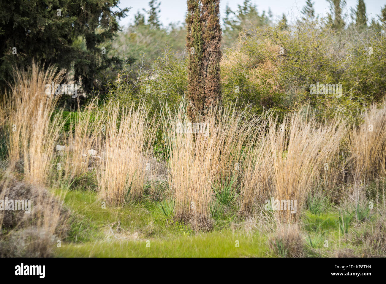 Dry tall grass background Stock Photo - Alamy