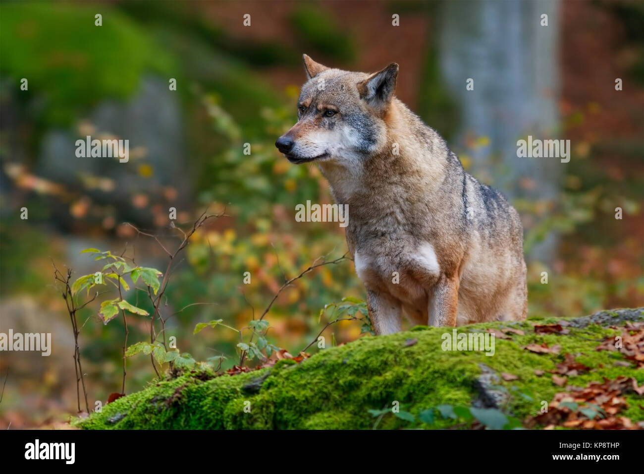 wolf in the forest Stock Photo - Alamy