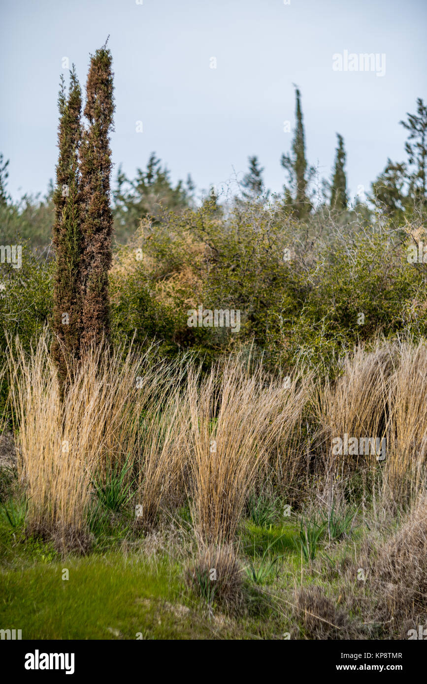 Dry tall grass background Stock Photo - Alamy