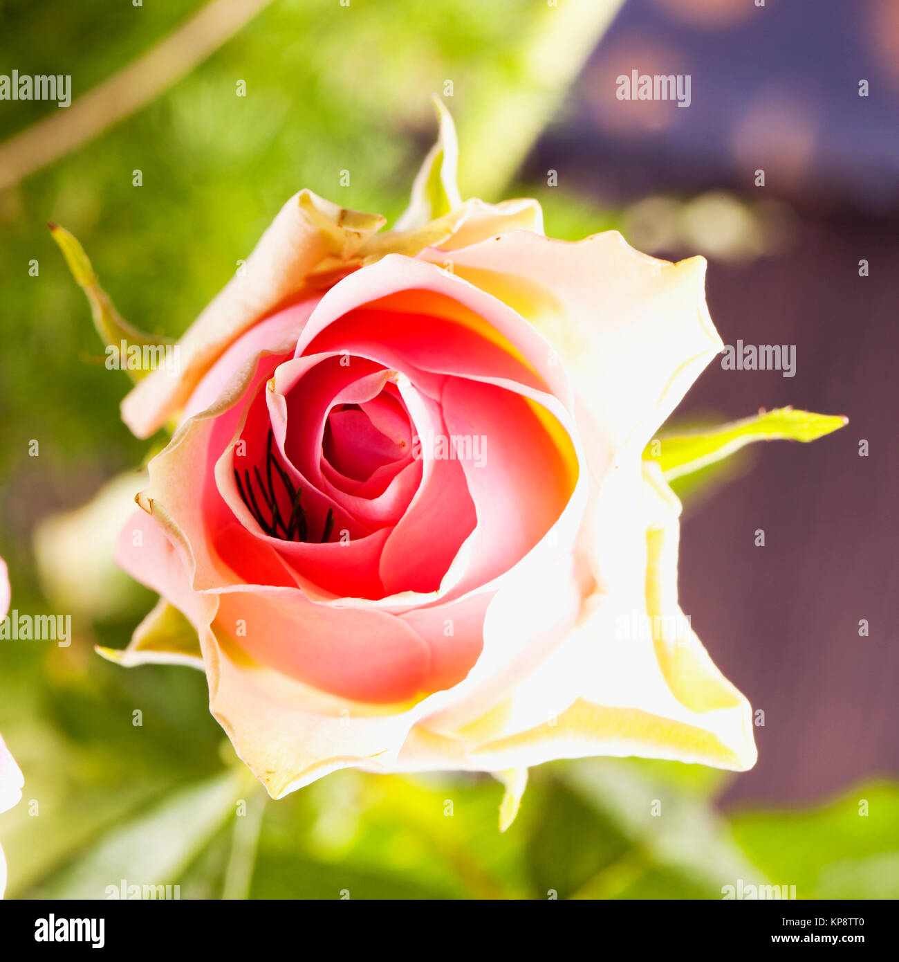 Pink rose in close up Stock Photo - Alamy