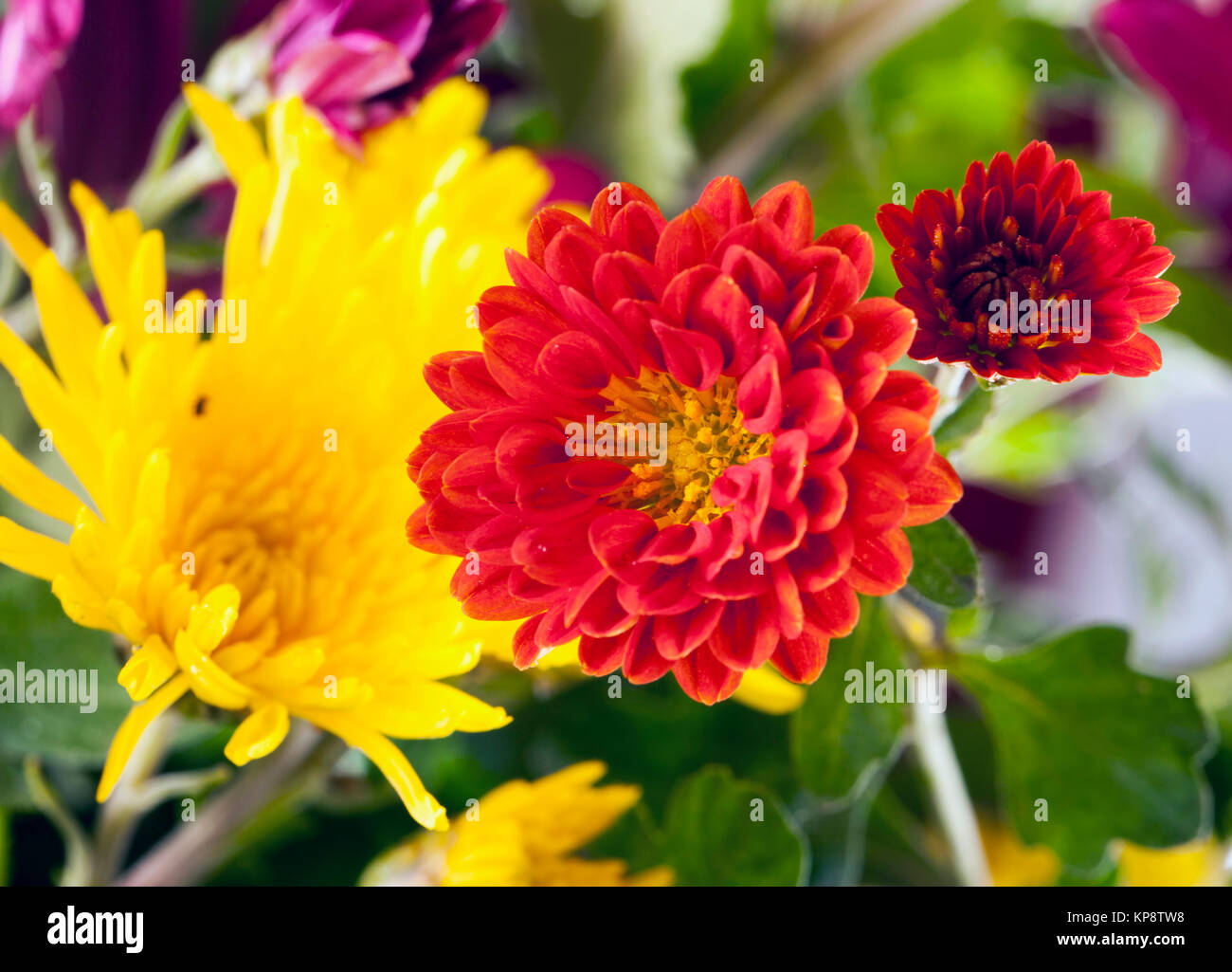 Flowers in bunch Stock Photo - Alamy