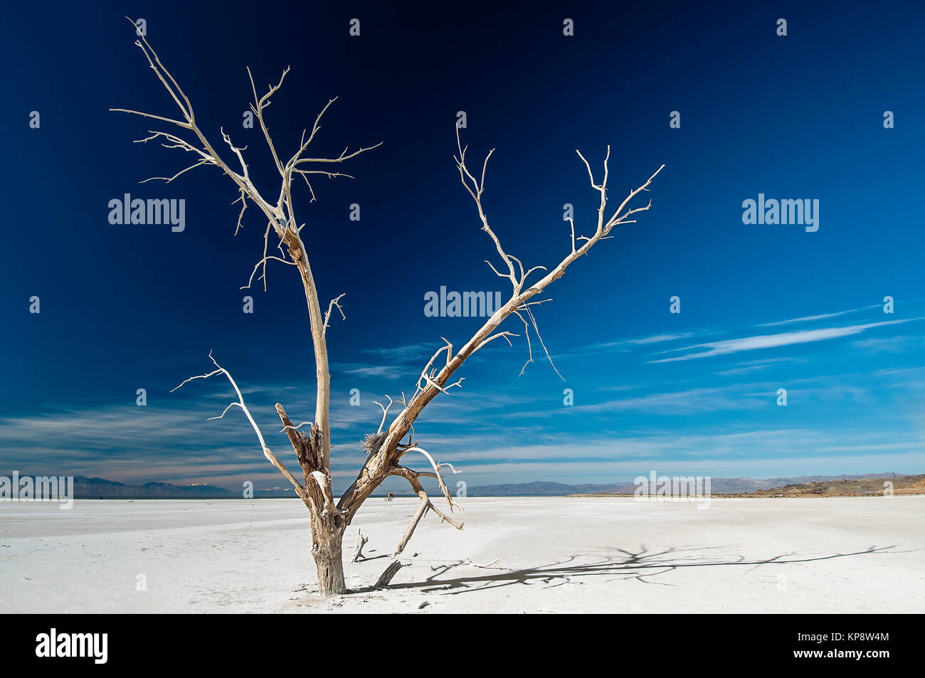 Old Tree in the Salt Flats Stock Photo - Alamy
