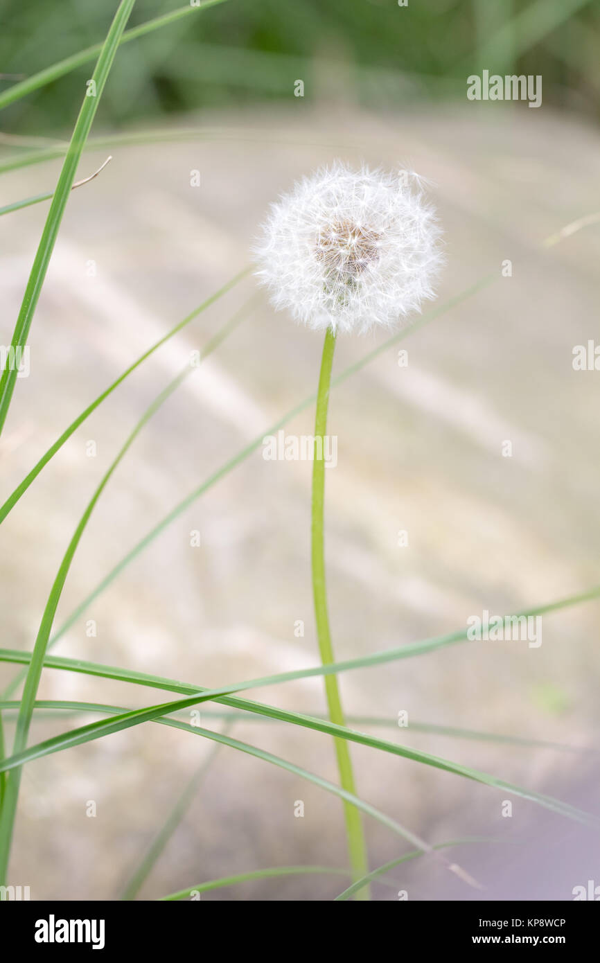single dandelion in front of a wooden pier Stock Photo - Alamy
