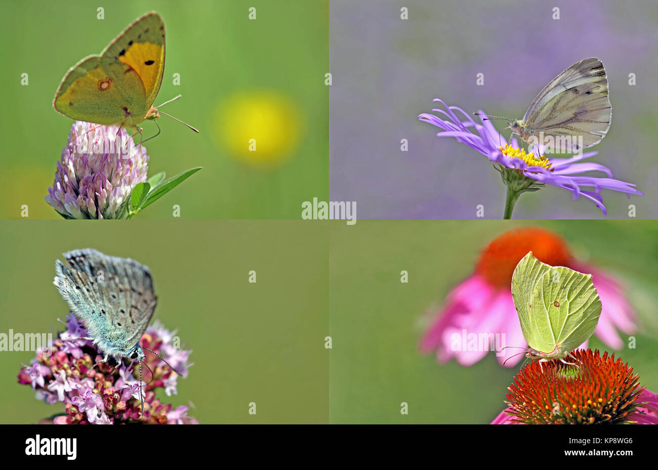 native butterflies - butterflies Stock Photo - Alamy