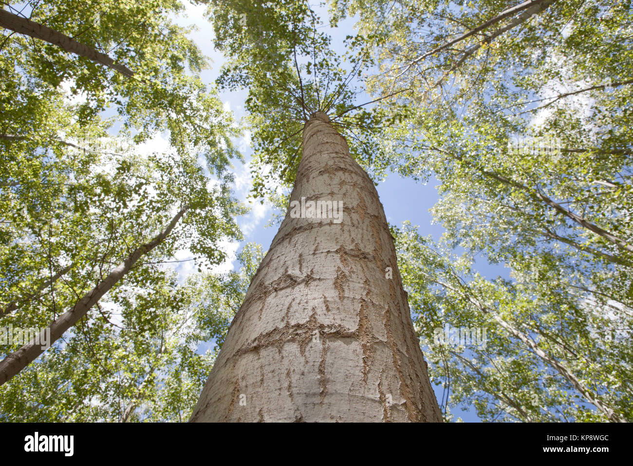 Young poplar trunk from low angle Stock Photo - Alamy