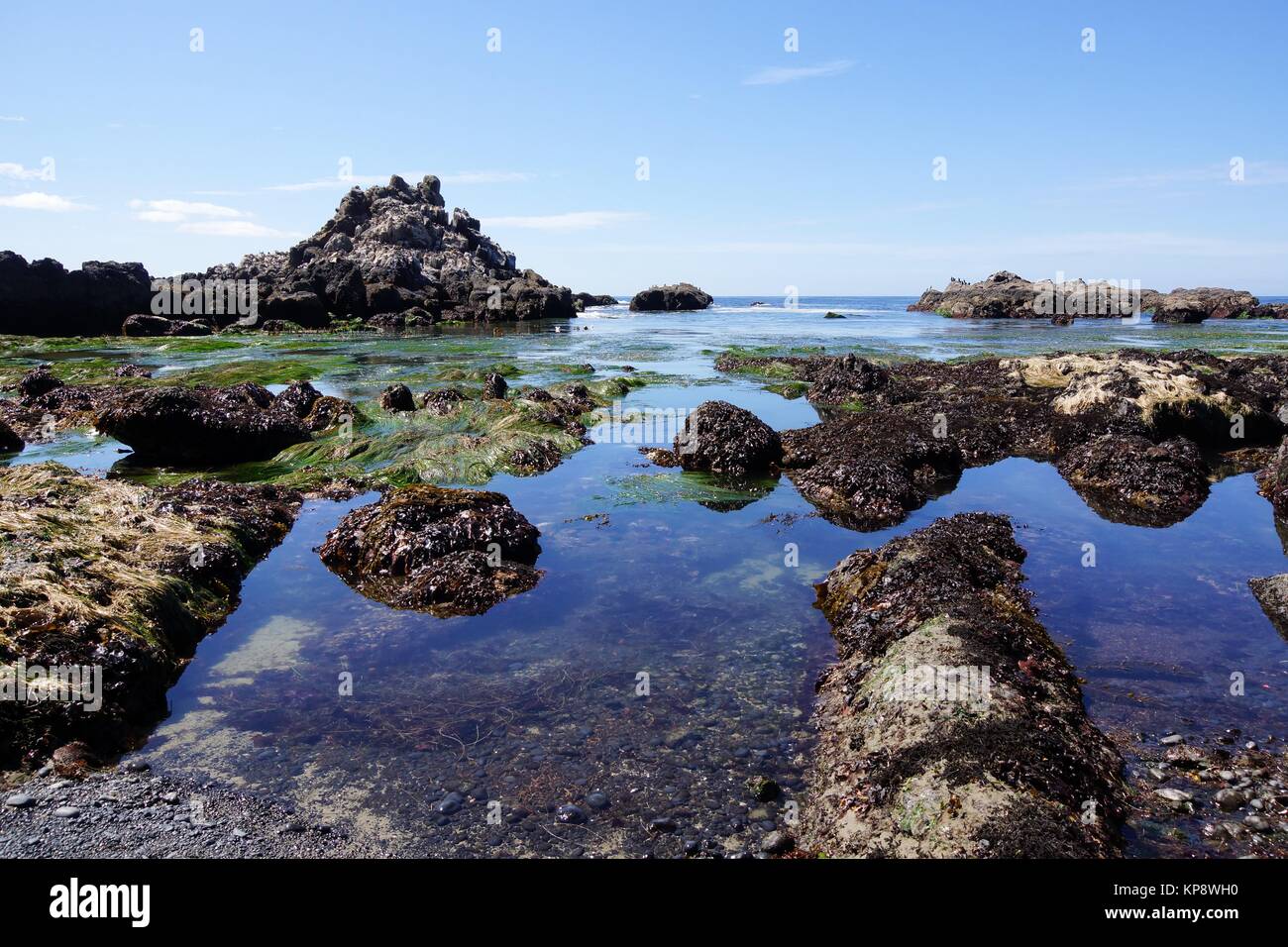 Tidepool fauna hi-res stock photography and images - Alamy