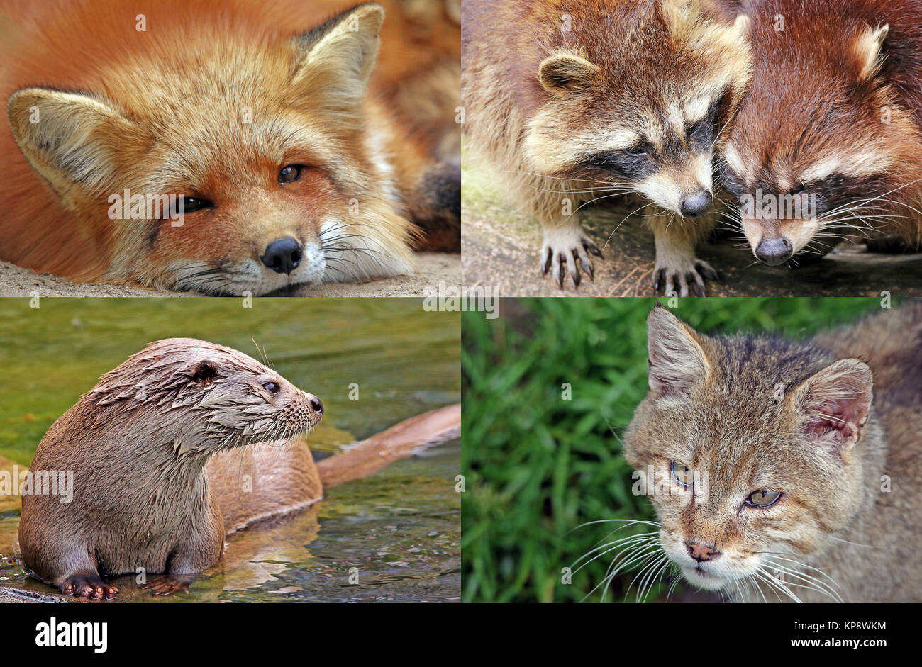 native mammals - predators Stock Photo - Alamy