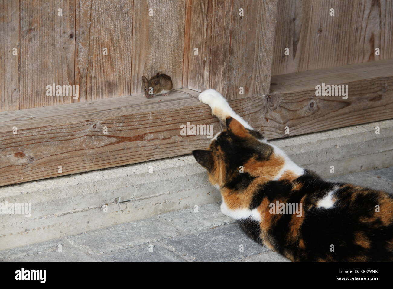 Cat and mouse game hi-res stock photography and images - Alamy