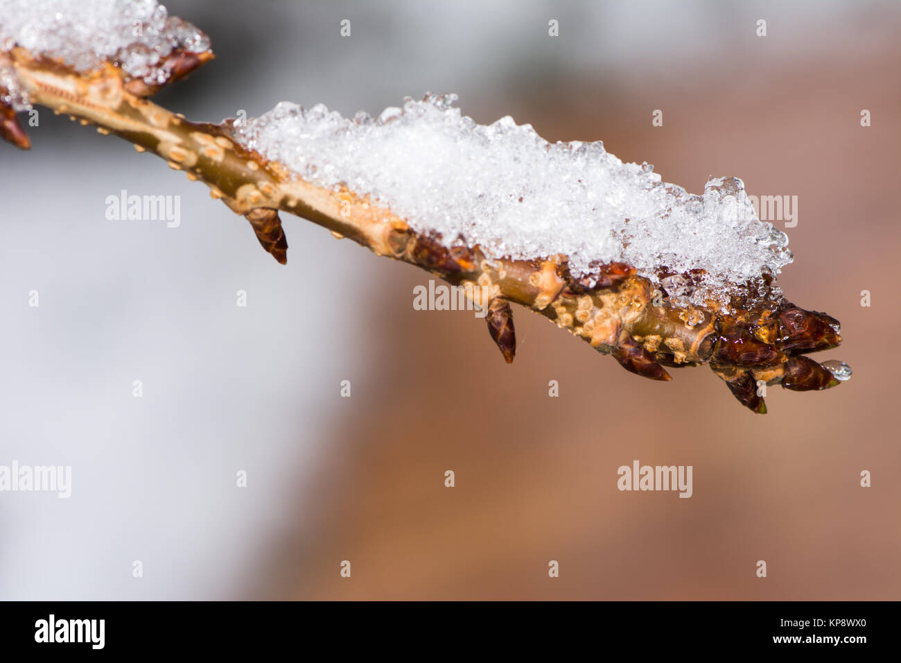 Twig with buds covered with snow Stock Photo - Alamy