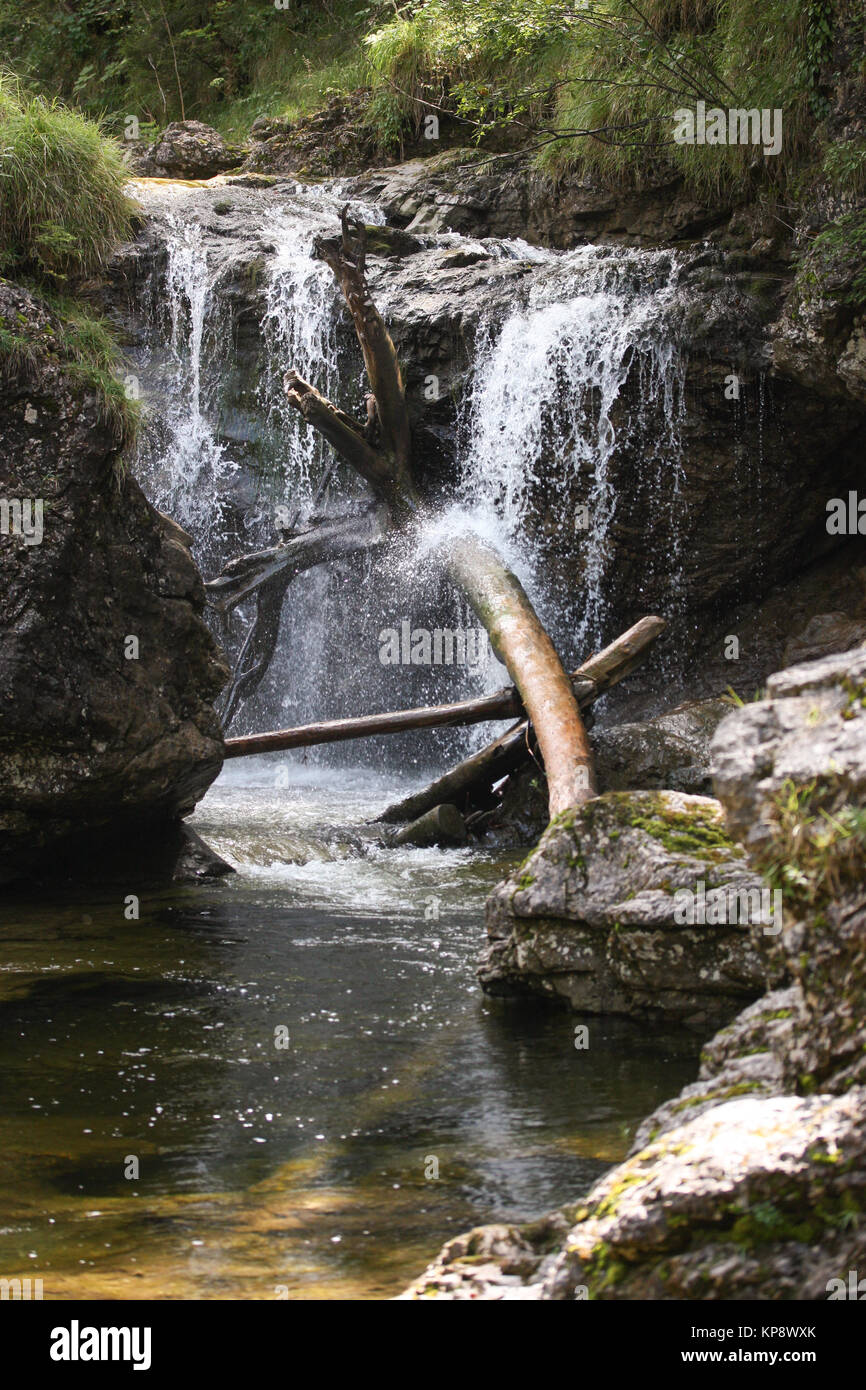 the fresh,clear water of a waterfall falls on a tree - a jungle scene ...