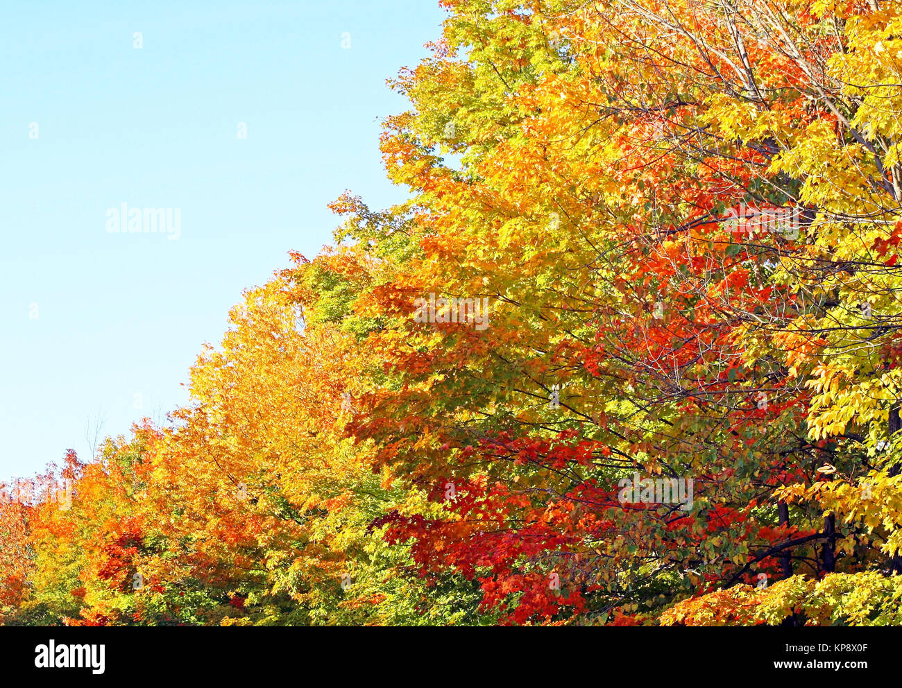 Shades of green and gold hi-res stock photography and images - Alamy