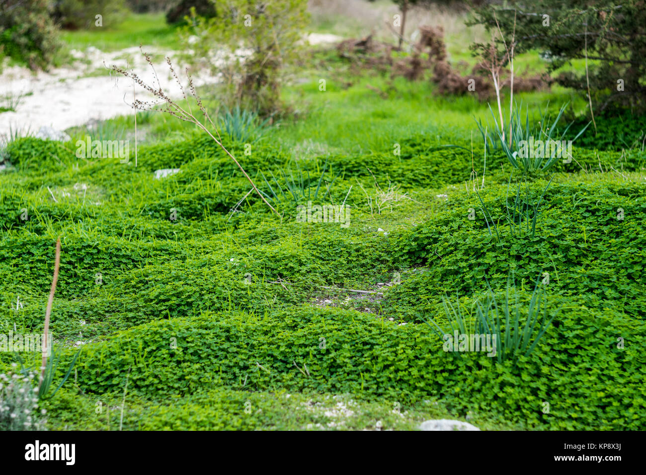 Fresh green Clover grass in forest park Stock Photo - Alamy
