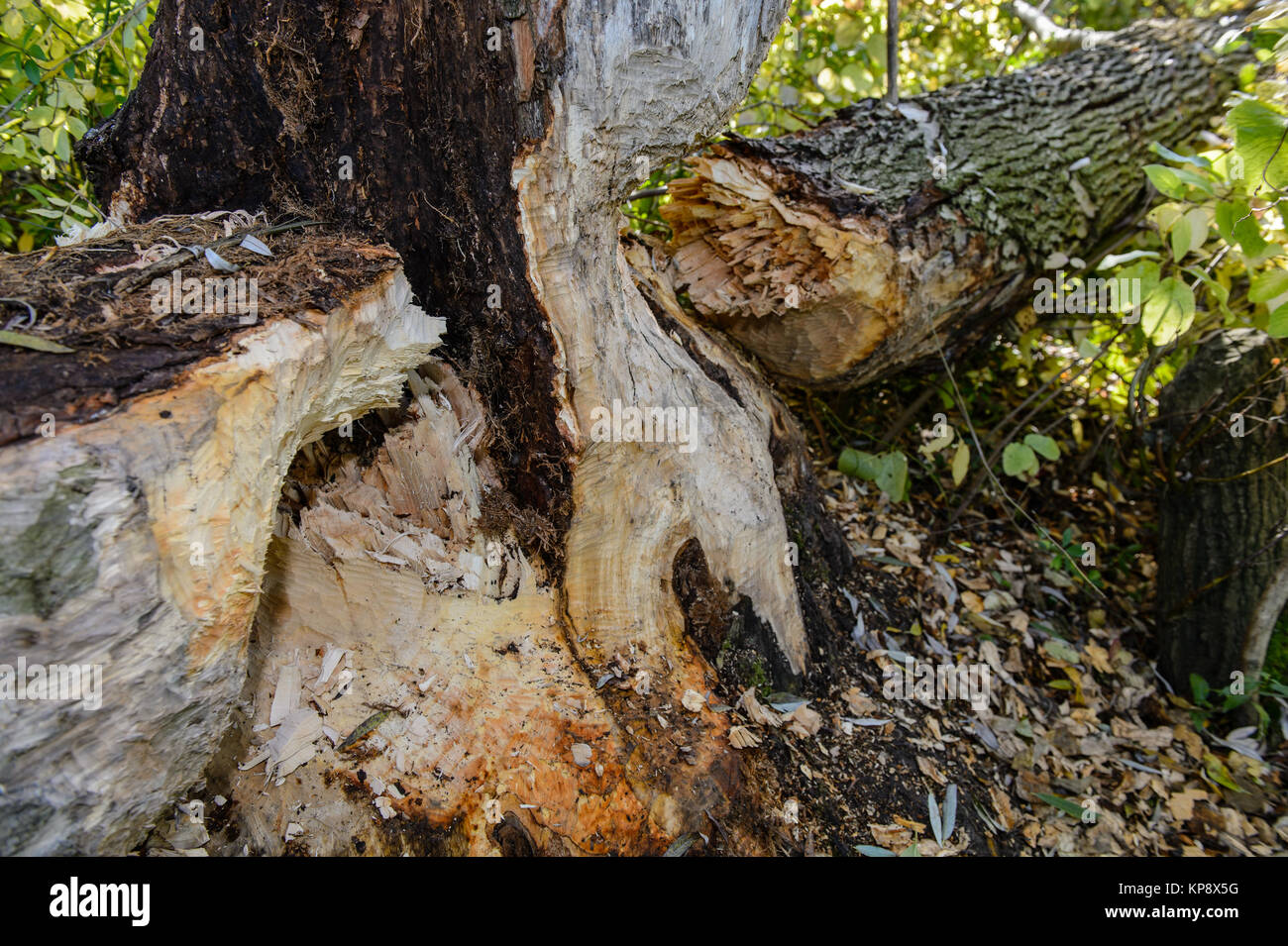 Rodent damage hi-res stock photography and images - Alamy