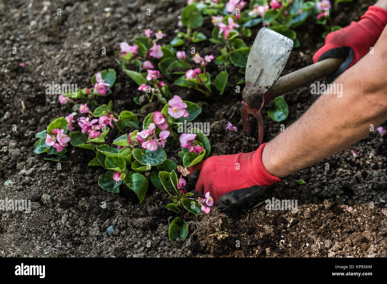 Gardeners hand hi-res stock photography and images - Alamy