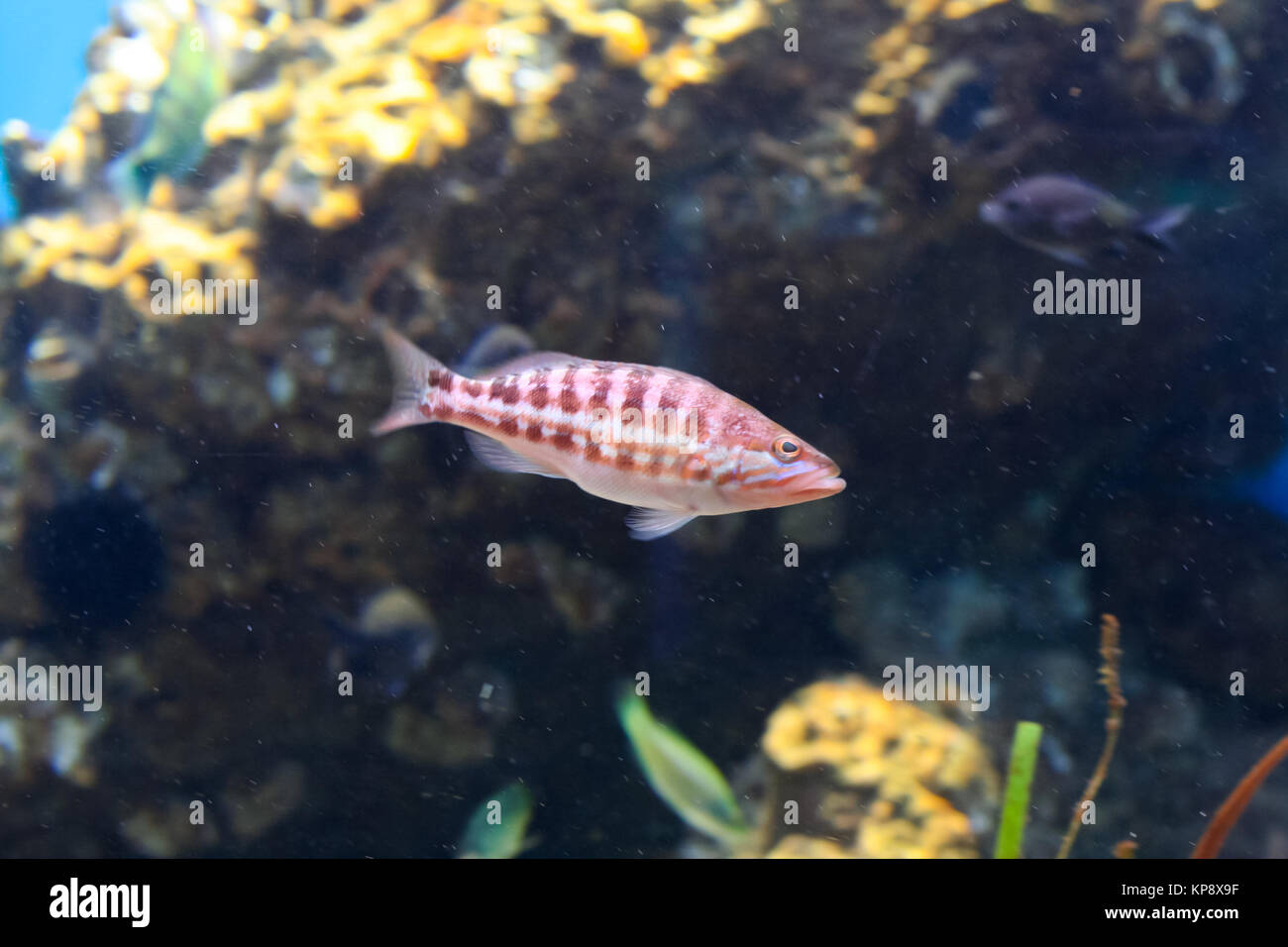 Garrupa hi-res stock photography and images - Alamy