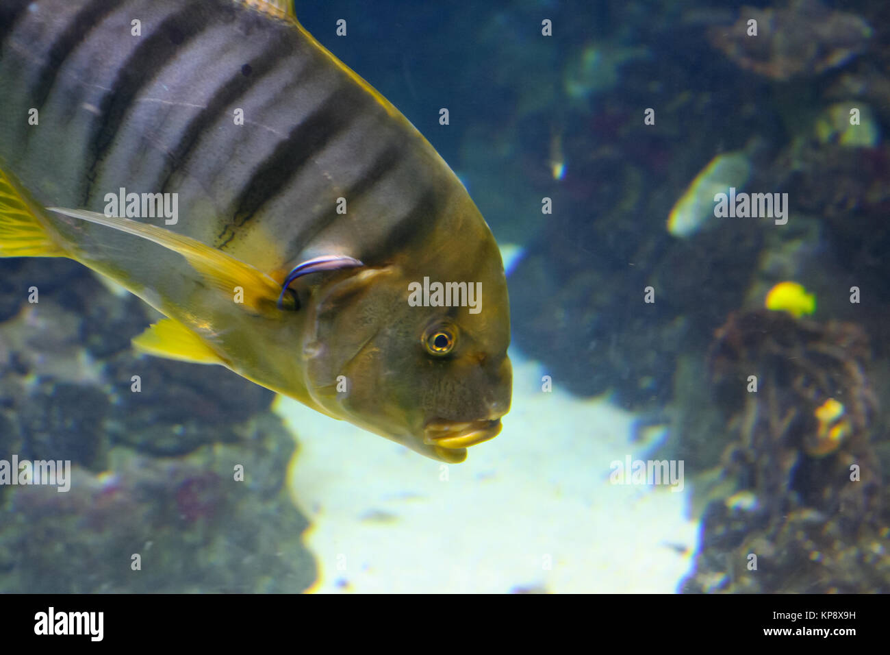 Yellow striped fish hi-res stock photography and images - Alamy