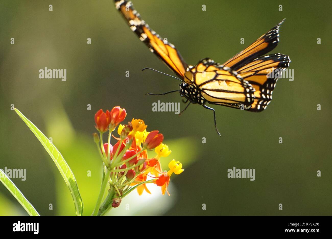 Danaus plexippus flying milkweed hi-res stock photography and images ...