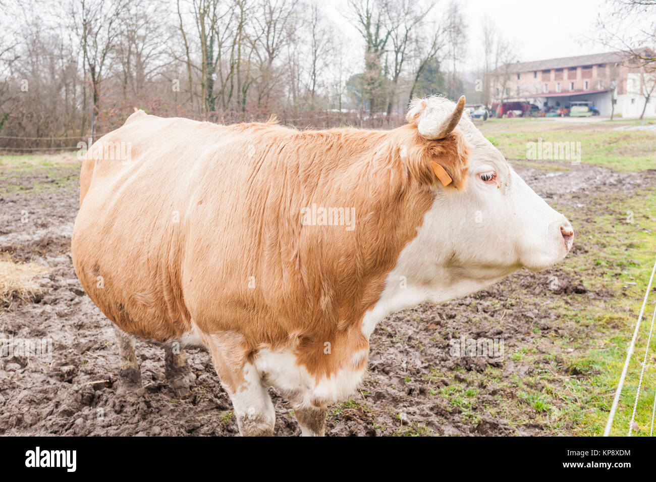 Close up of a Italian dairy cow Stock Photo - Alamy