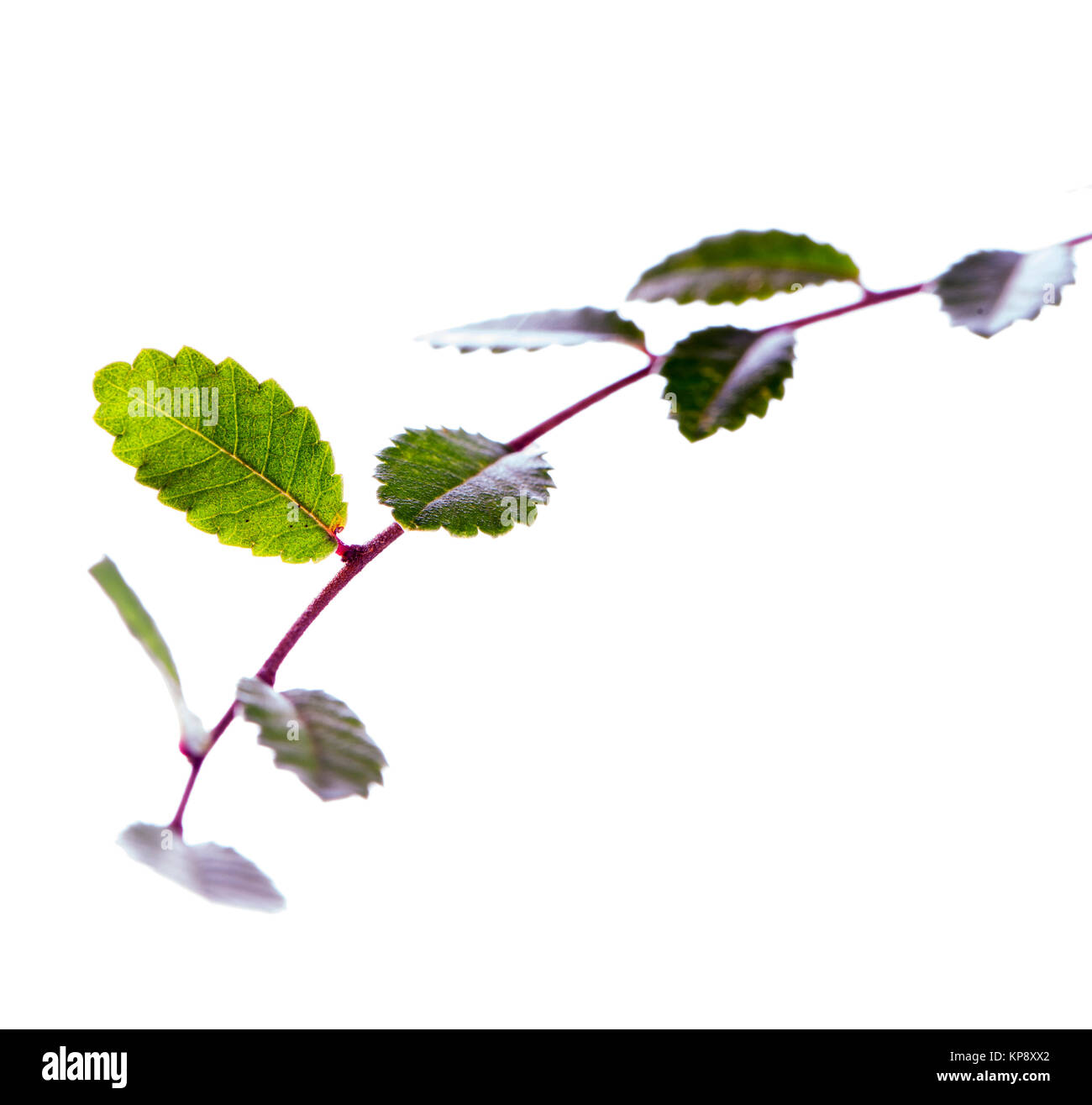 Elm branch green leaves Cut Out Stock Images & Pictures - Alamy