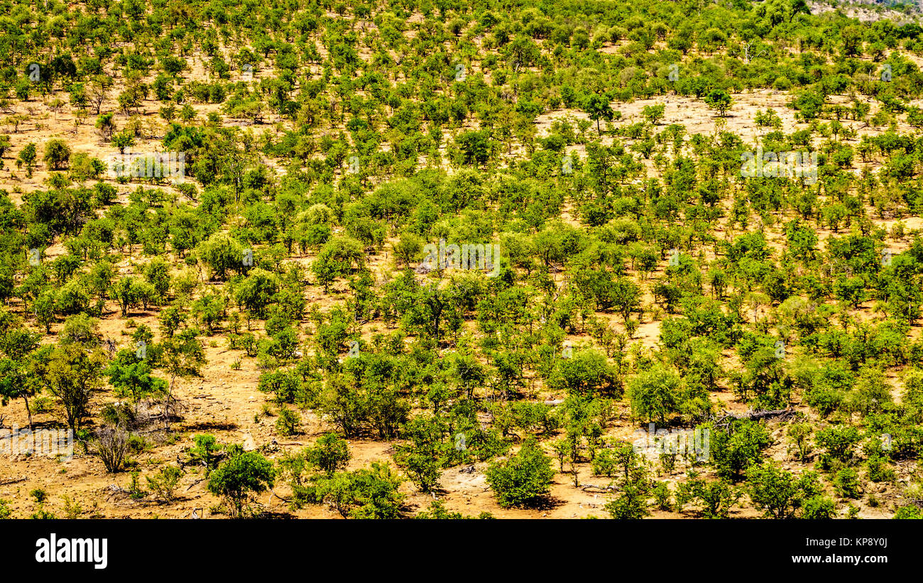 Aerial View of Mopane Trees in northern part of Kruger National Park, a ...