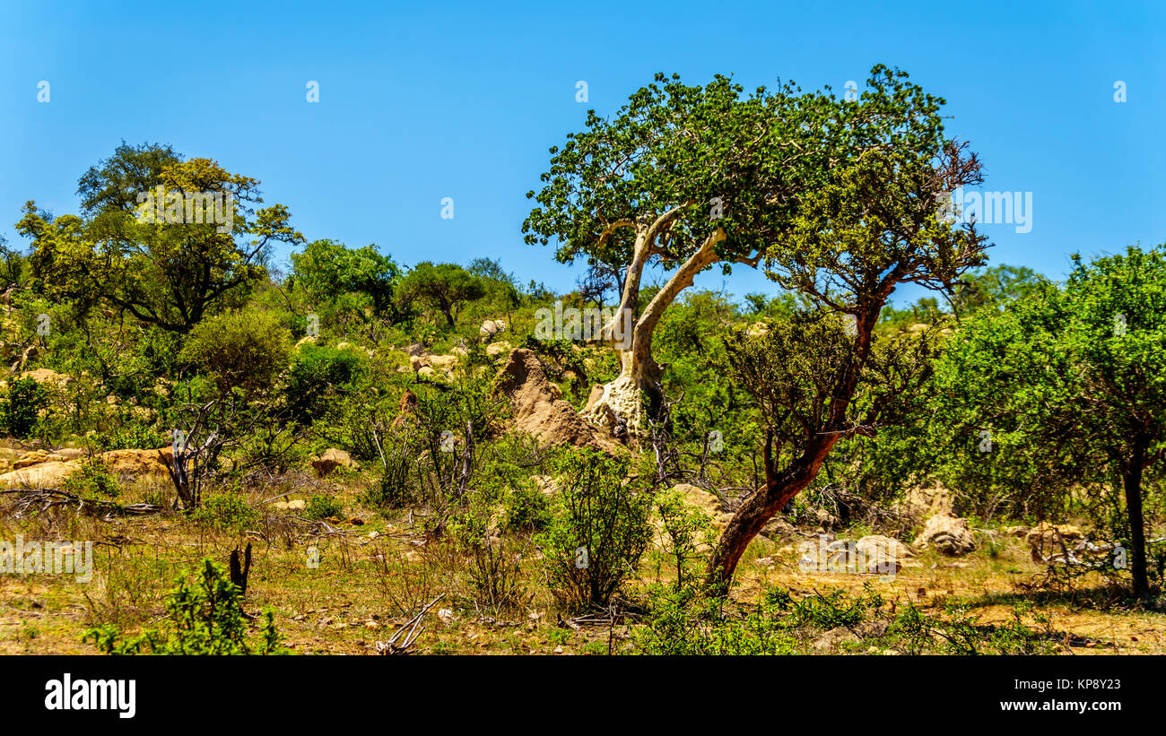 Forest with Mopane Trees and other trees in northern part of Kruger ...