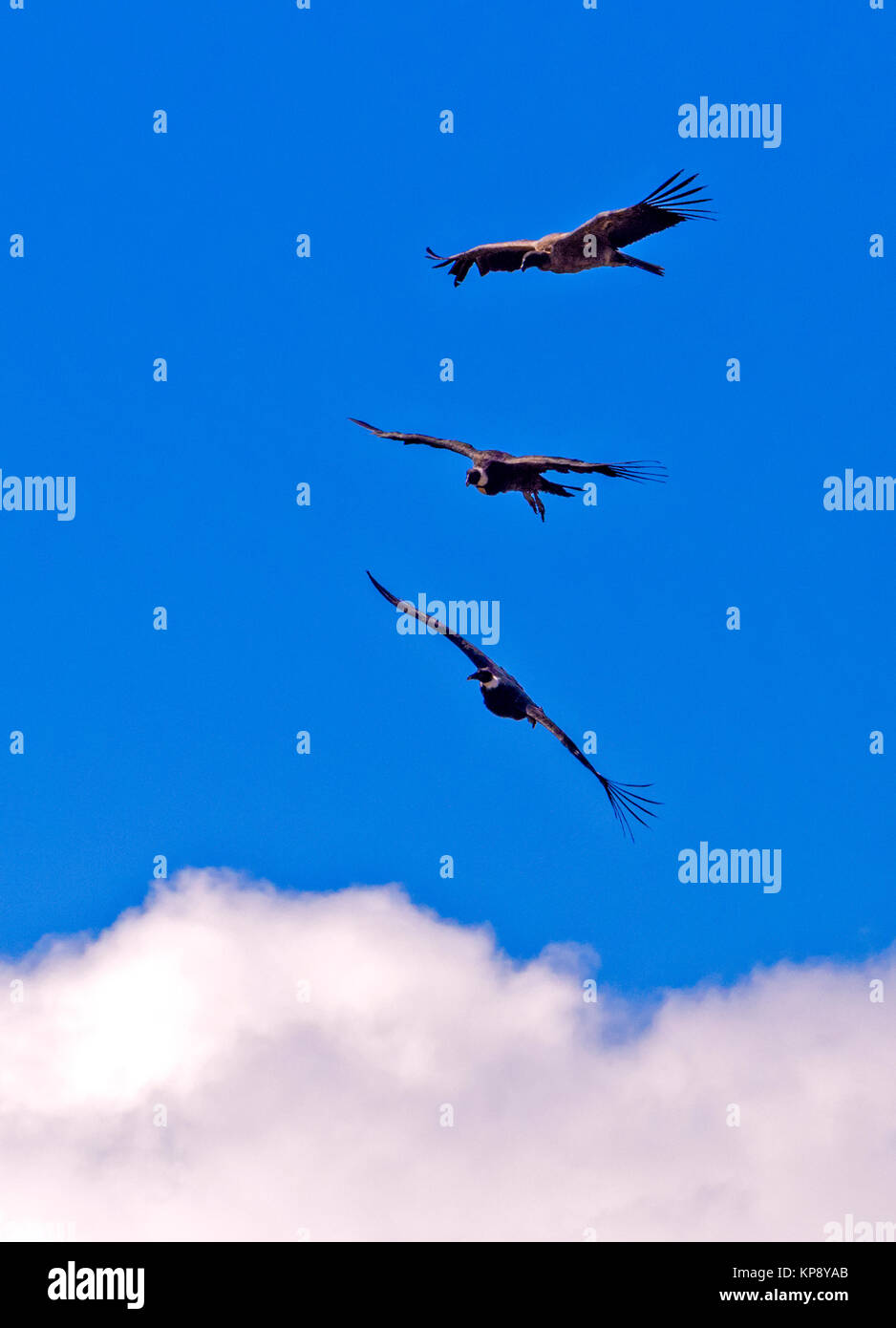 Condors flying in Patagonia. Santa Cruz. Argenitna Stock Photo - Alamy