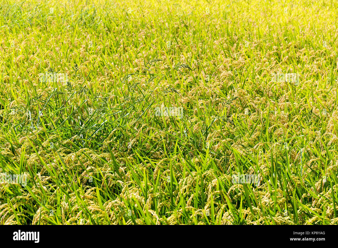Autumn rice field Stock Photo - Alamy