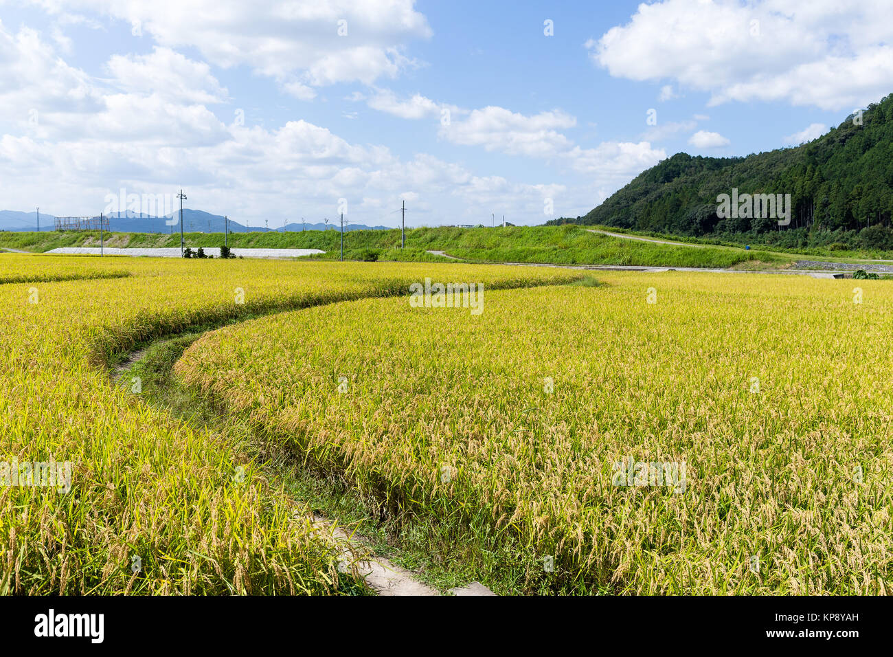 Paddy rice field Stock Photo - Alamy