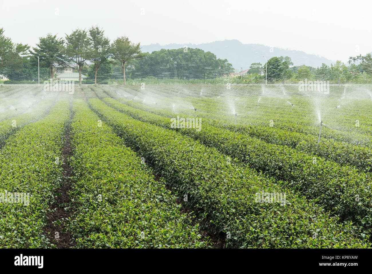 Green Tea Plantation Fields with water sprinkler system Stock Photo - Alamy