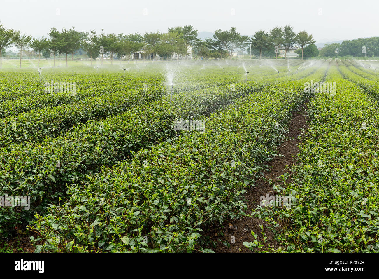 Green Tea Farm in TaiWan Stock Photo - Alamy