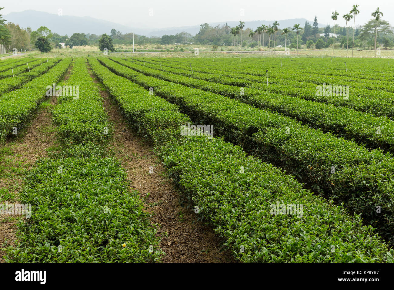 Tea plantation in TaiWan Stock Photo - Alamy