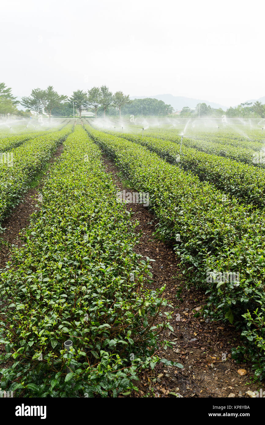 Tea plantation in TaiWan Stock Photo - Alamy