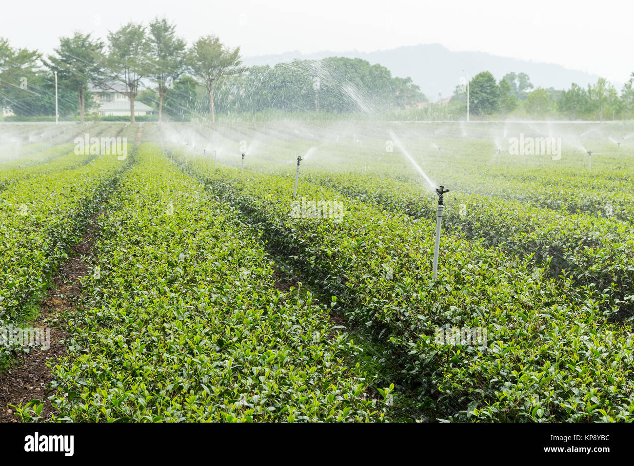 Green tea farm Stock Photo - Alamy