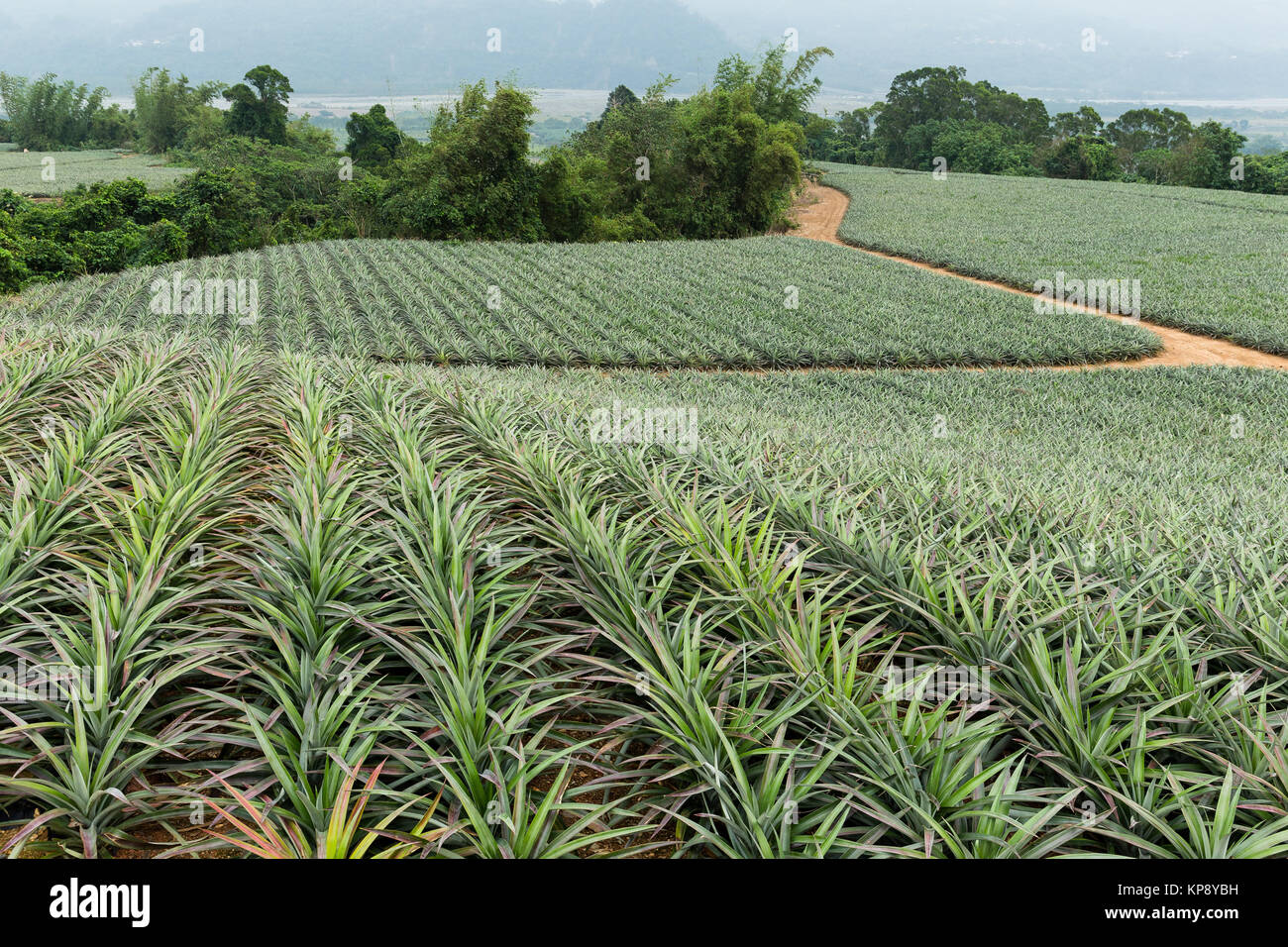 Pineapple fruit field Stock Photo - Alamy