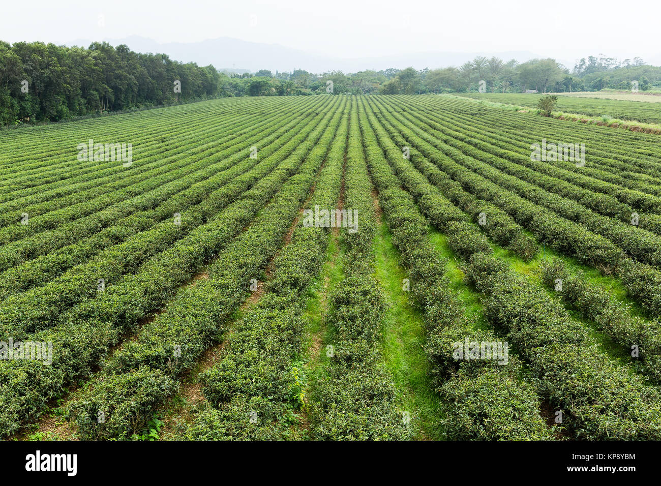 Water sprinkler at the tea farm Stock Photo - Alamy