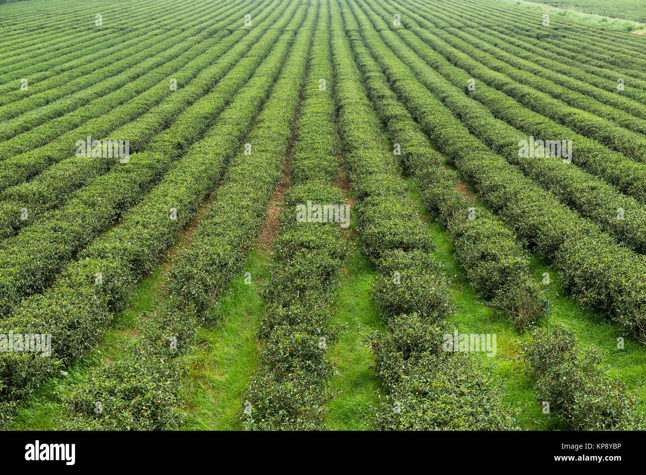 Tea plantation farm Stock Photo - Alamy
