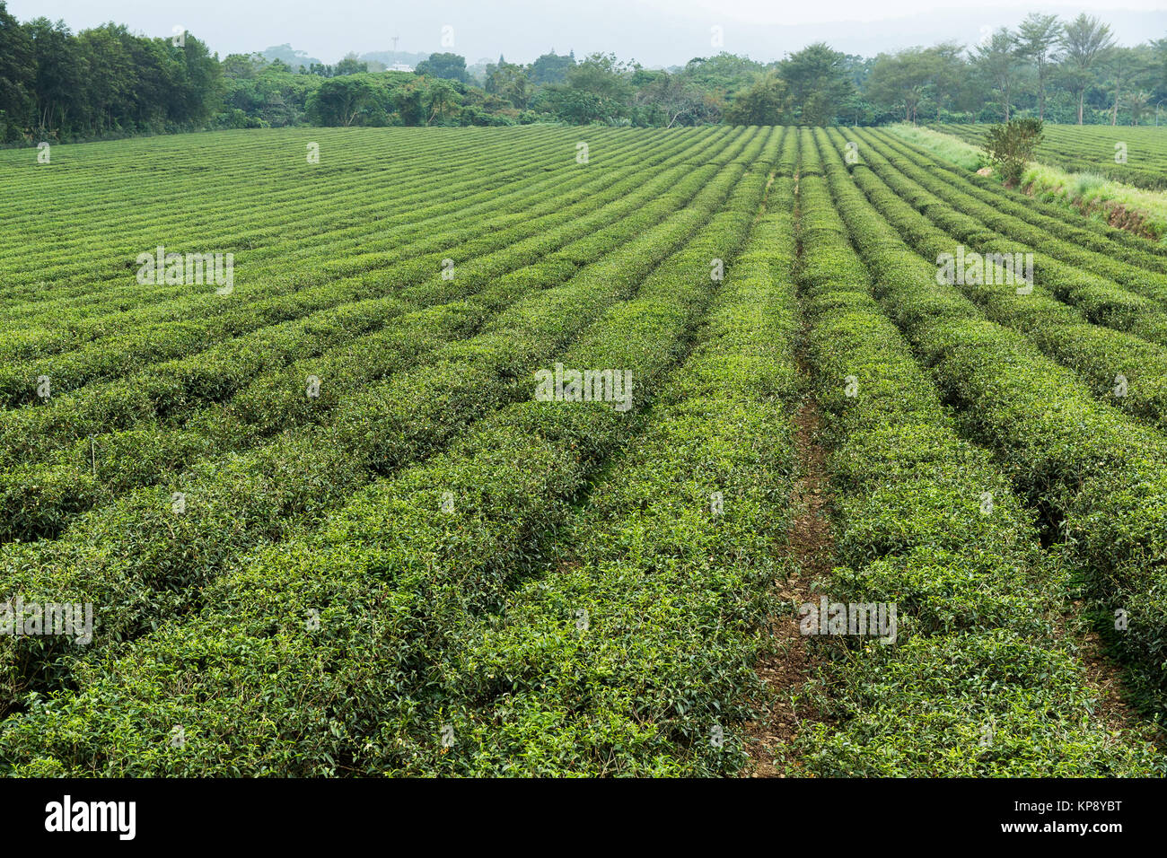 Tea plants with drop water Stock Photo - Alamy