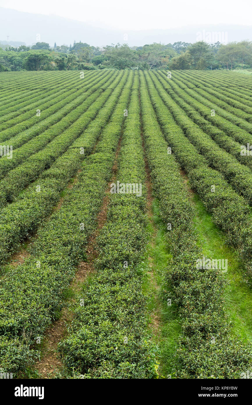 Green Tea Farm Stock Photo - Alamy