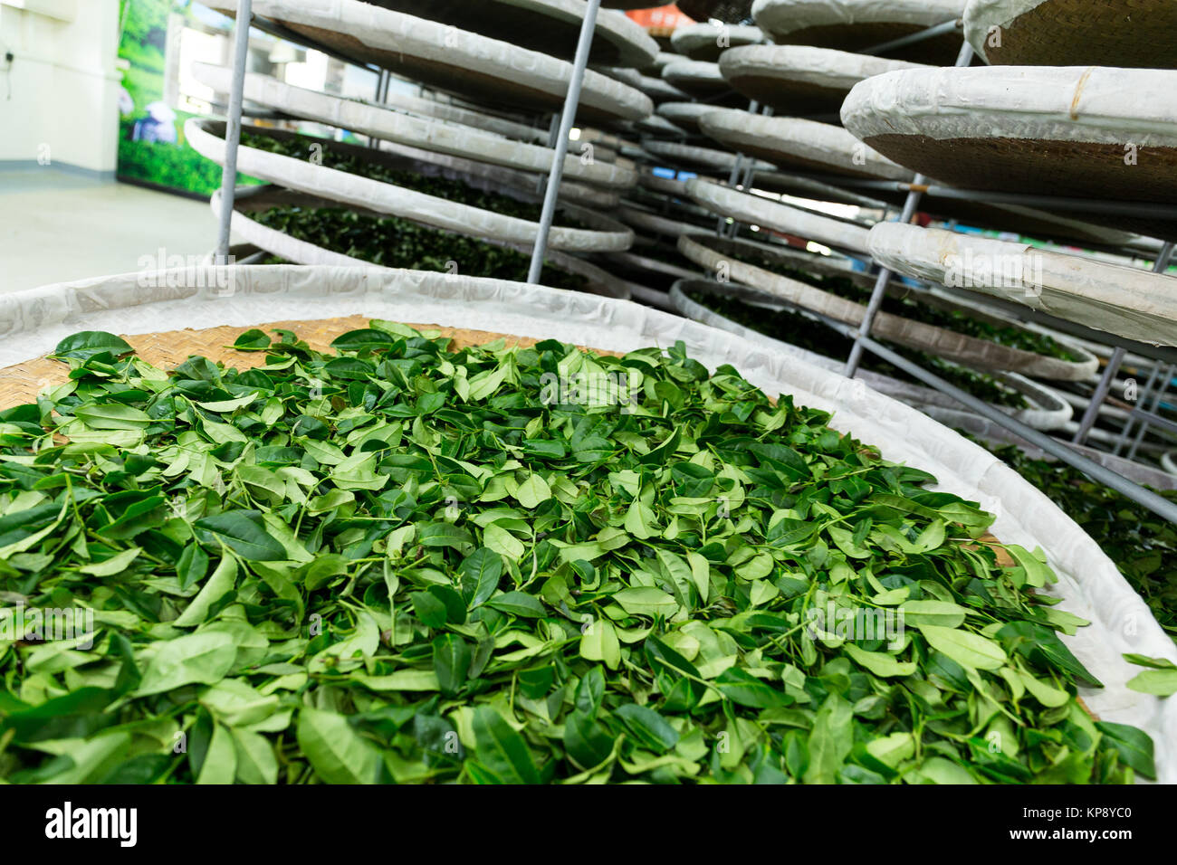Fermentation of tea Stock Photo - Alamy