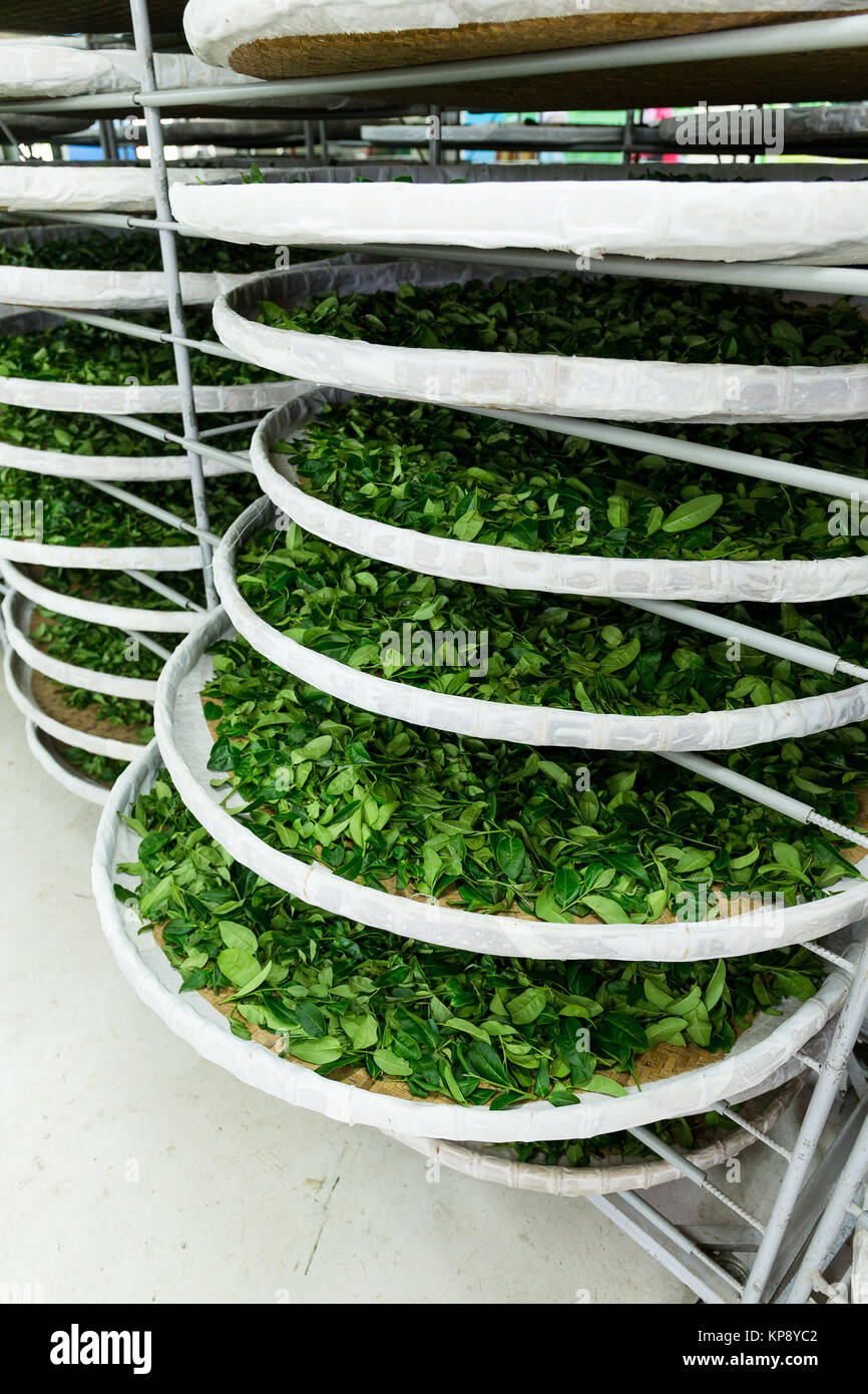 Fermentation racks of tea in factory Stock Photo - Alamy