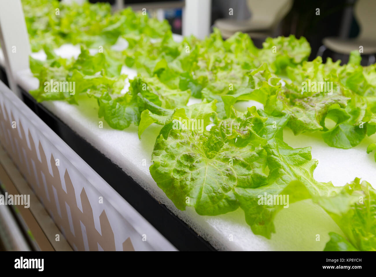 Planting hydroponics system at indoor Stock Photo - Alamy