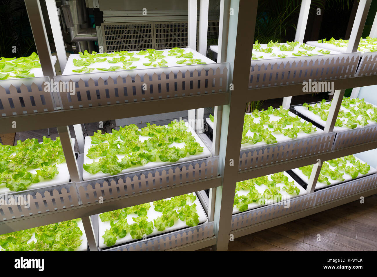 Vegetable garden with Water Hydroponics system Stock Photo - Alamy